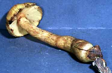 Hartoyo Blog: Jamur Suung Bulan (Gymnopus sp)