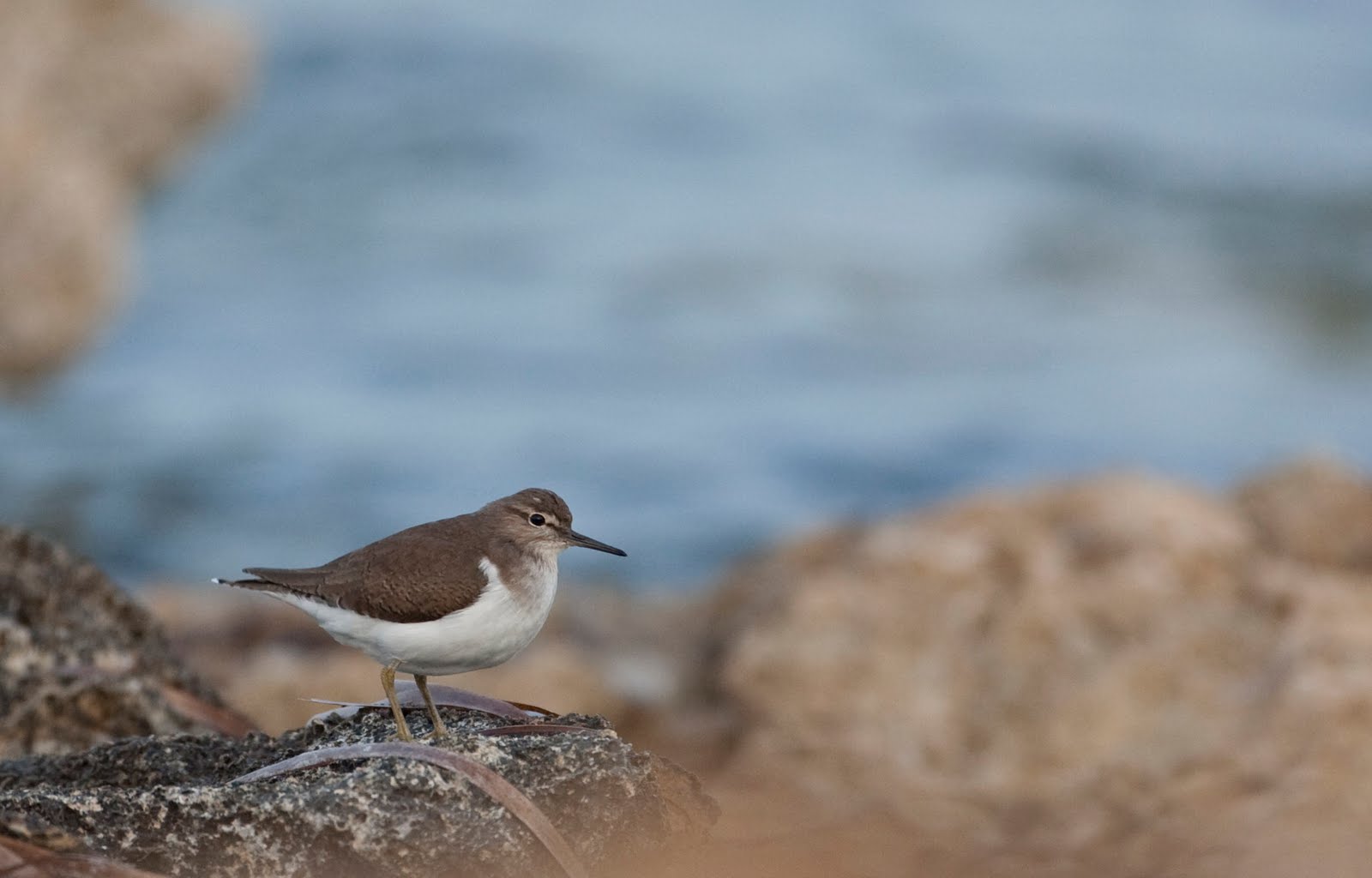 Lasten luontokerho: Luontokerho kesälomalla BirdLife Suomen ...