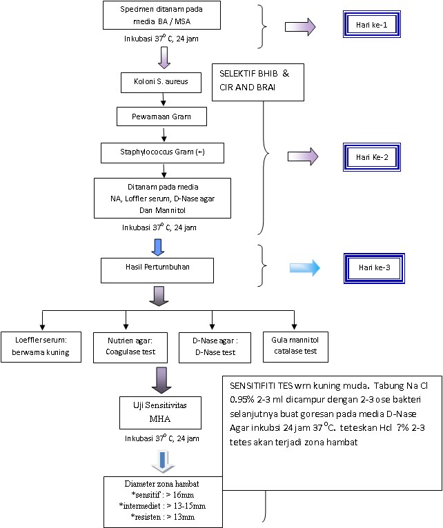 materi kuliah: Isolasi Dan Identifikasi Bakteri