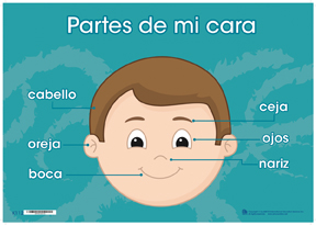 MI CUERPO Y MIS SENTIDOS: LAS PARTES DE MI CARA
