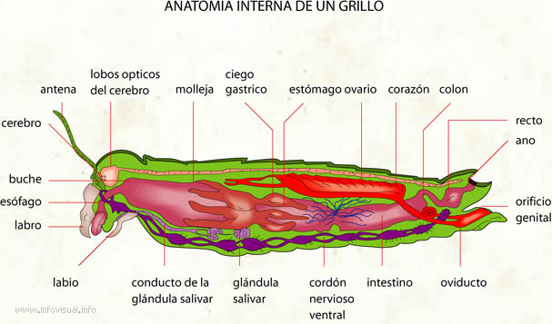 BIOLOGIA: anatomia de un insecto