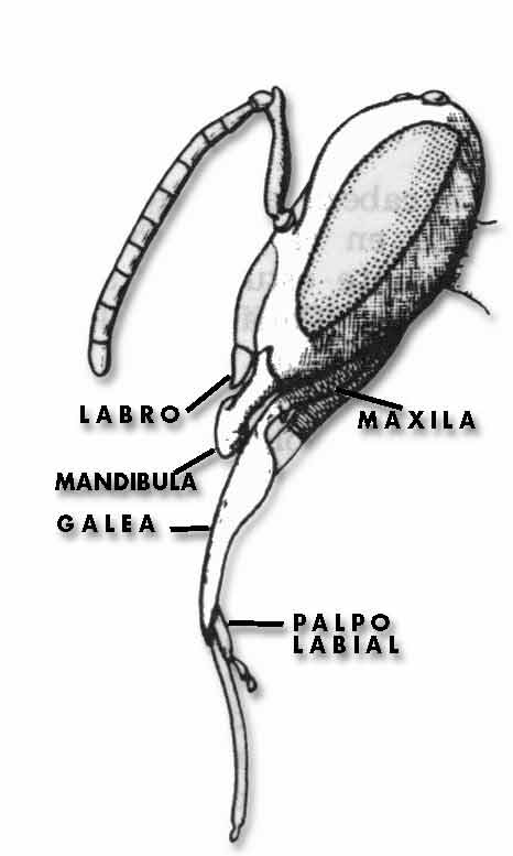 ENTOMOLOGIA FORESTAL LIZBETH: Tarea 1 - PARTES DE UN INSECTO