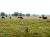 Family Stories by Carolyn Shelhamer: Lucille Merrick Memories: Life on ...