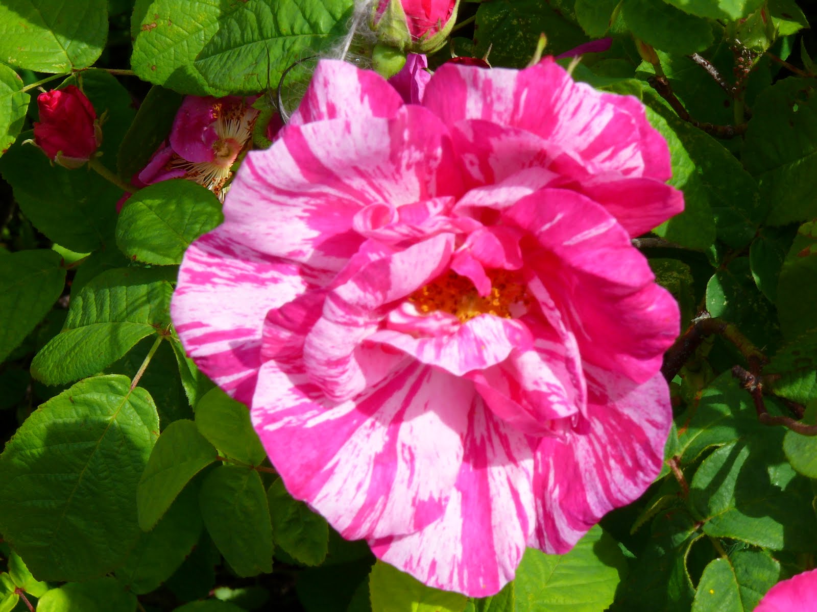 Happy Snapper At Large: Just a few garden flowers