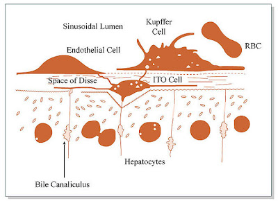Liver Sinusoidal Cells (Schematic Image From MIT OpenCourseWare ...
