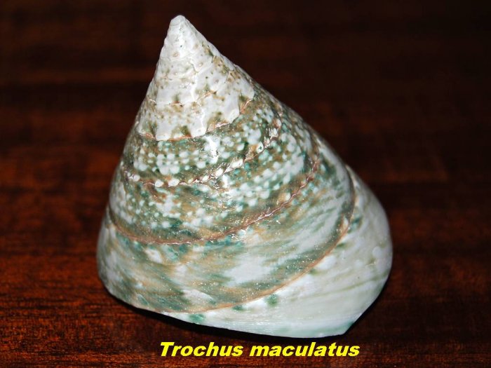 Seashells Thread - Page 2