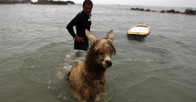 1 + - (ummaisoumenos.blogspot.com.br): O surfista e a Lhama...aluno e ...