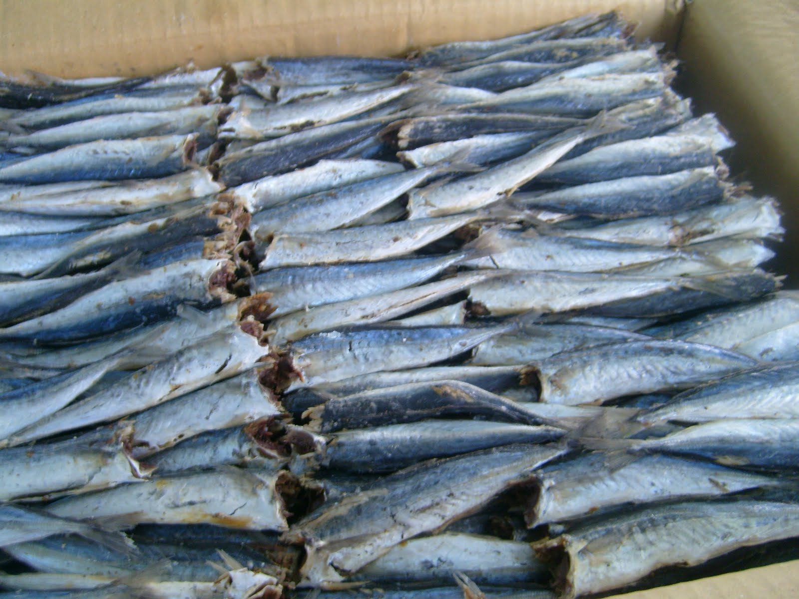 сушених анчоусів ,dried anchovy, makanan laut kering, YST, Herring ...