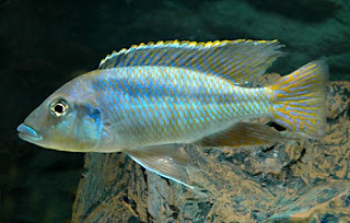 Freshwater Friends LLC - Your source for everything freshwater!: Malawi ...