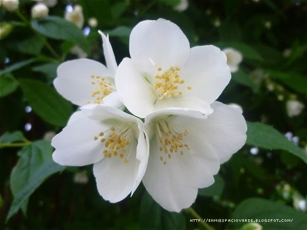 Mi espacio verde: Celinda ( Philadelphus Coronarius )