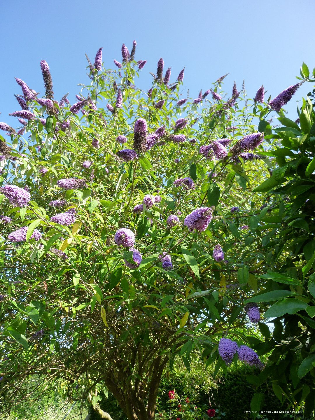 Mi espacio verde: Buddleia (Buddleja davidii)