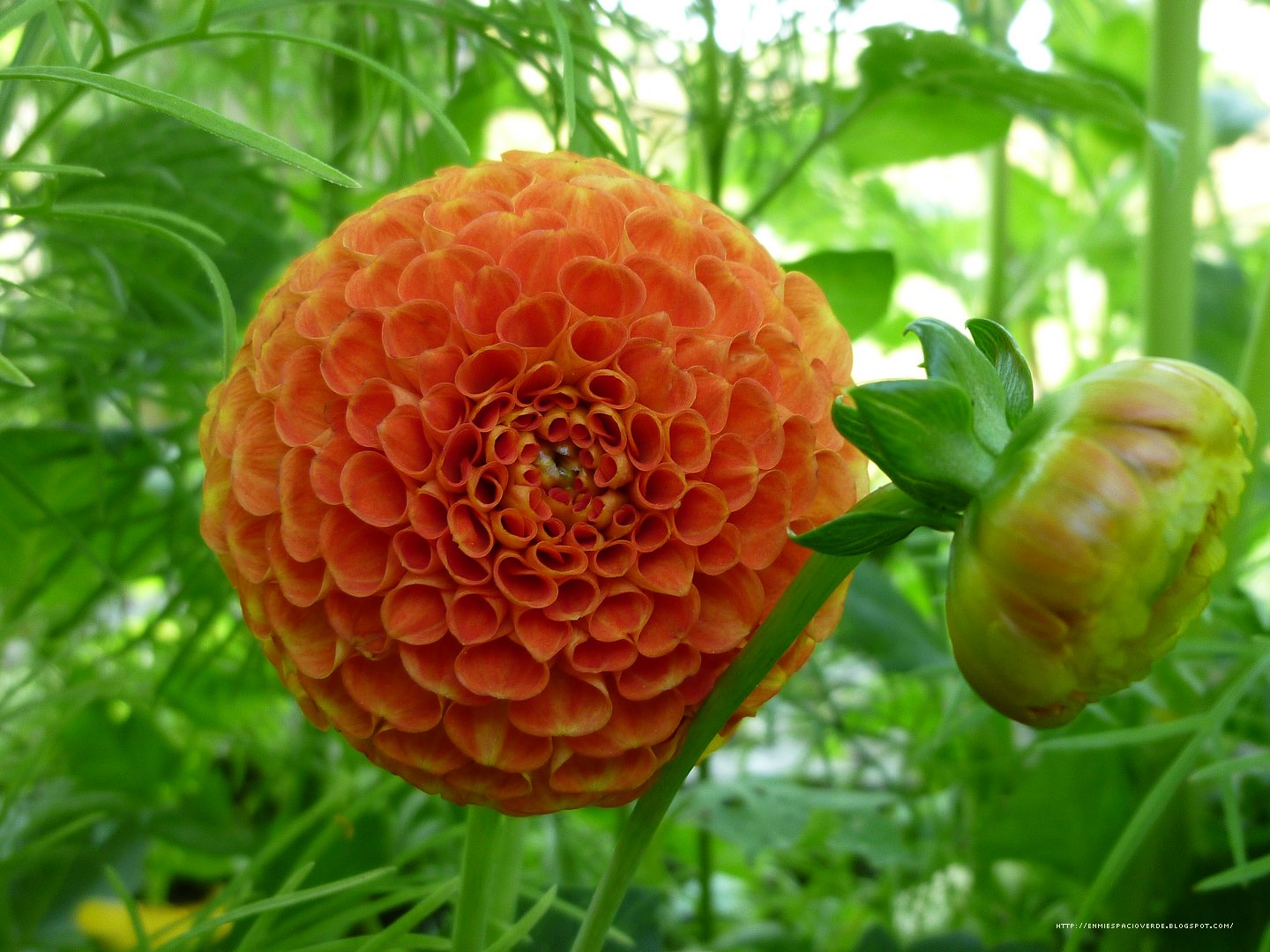 Mi espacio verde: Dalia Pompón