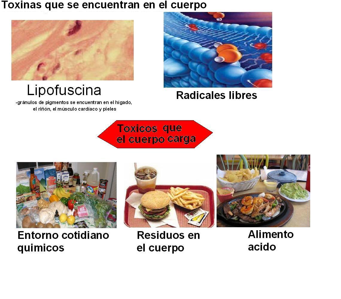 CAFE SALUDABLE DXN: TOXINAS EN NUESTRO CUERPO
