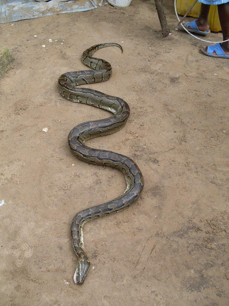 La peau des pythons de Seba, encore et toujours...