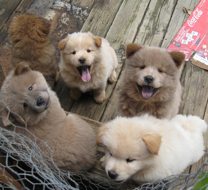 The Daily Rescue: How about a baby Chow?
