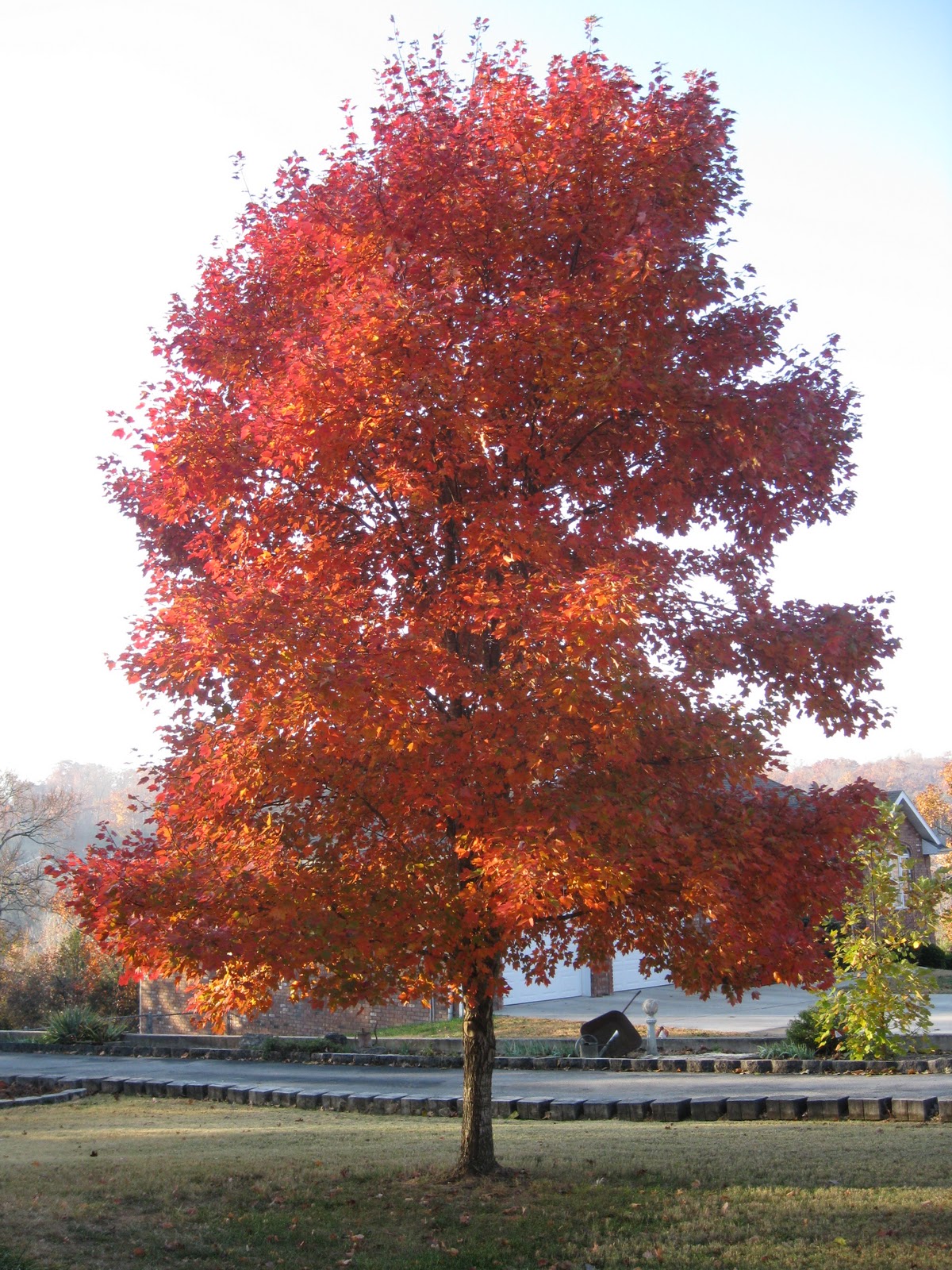 My Country Heaven Cottage: My Beautiful "ORANGE LEAF" Maple Tree