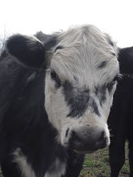 Hiday Farm: Cattle Chores