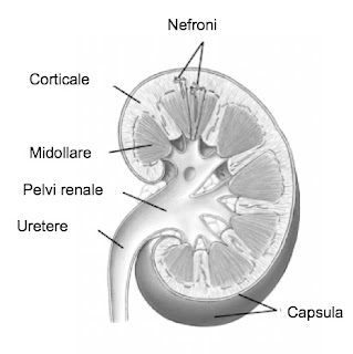 Pocket Study: Apparato urinario