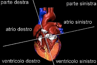 Pocket Study: Apparato cardiovascolare