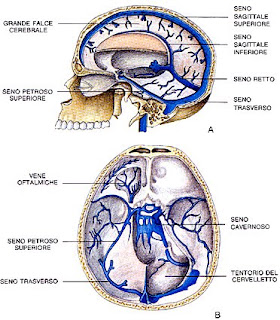 Pocket Study: Neurochirurgia e SNC
