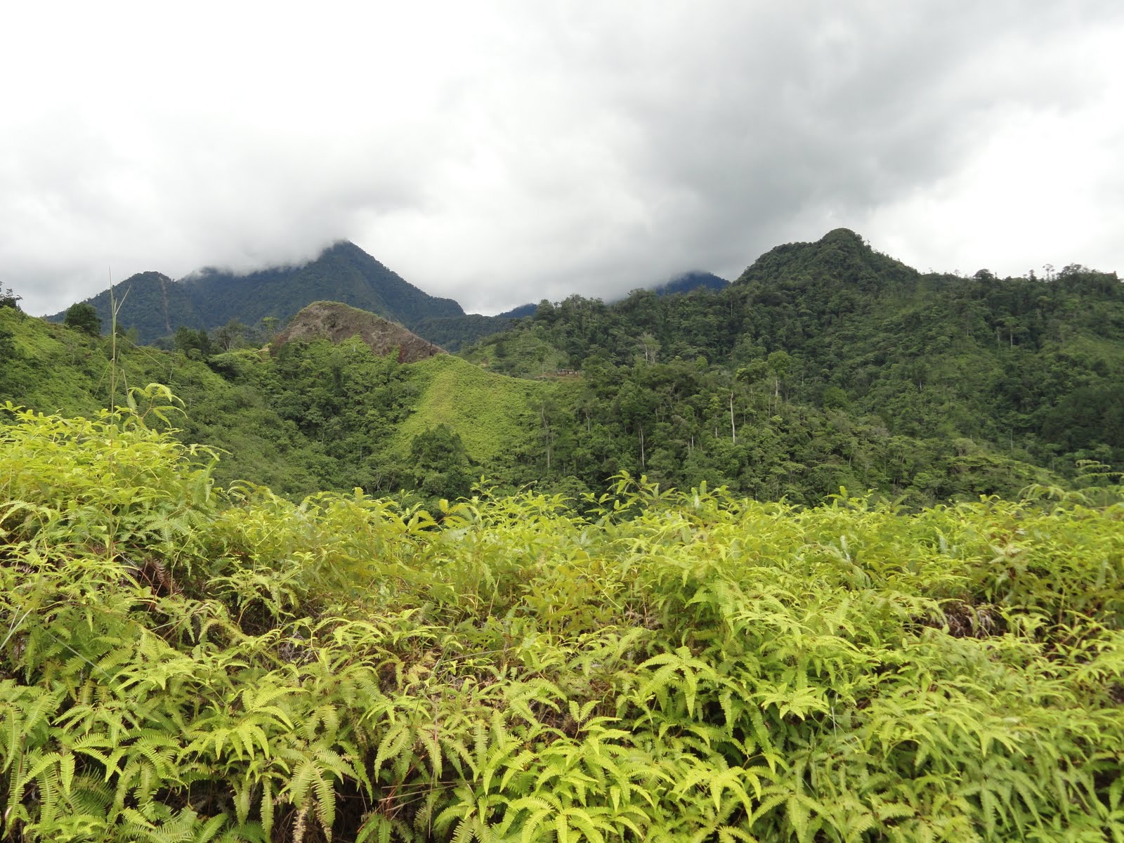 Templaria: Honduras Great Nature