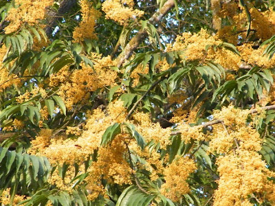 my G@Rdening frenzY: HORSFIELDIA IRYA