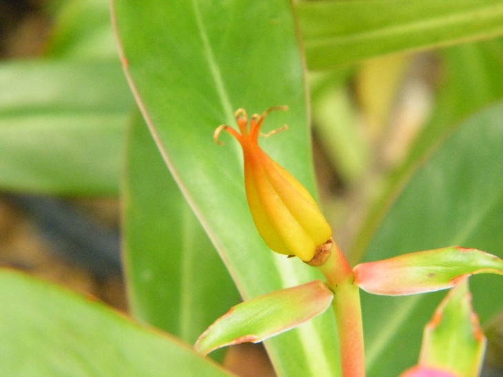 my G@Rdening frenzY: NATIVE GARDEN - PLOIARIUM ALTERNIFOLIUM