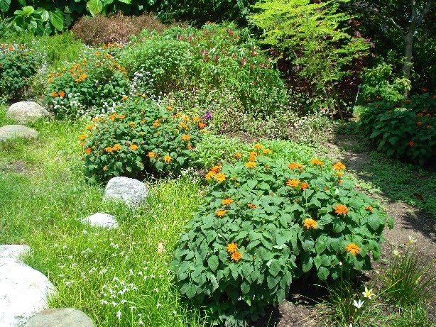 my G@Rdening frenzY: TITHONIA ROTUNDIFOLIA