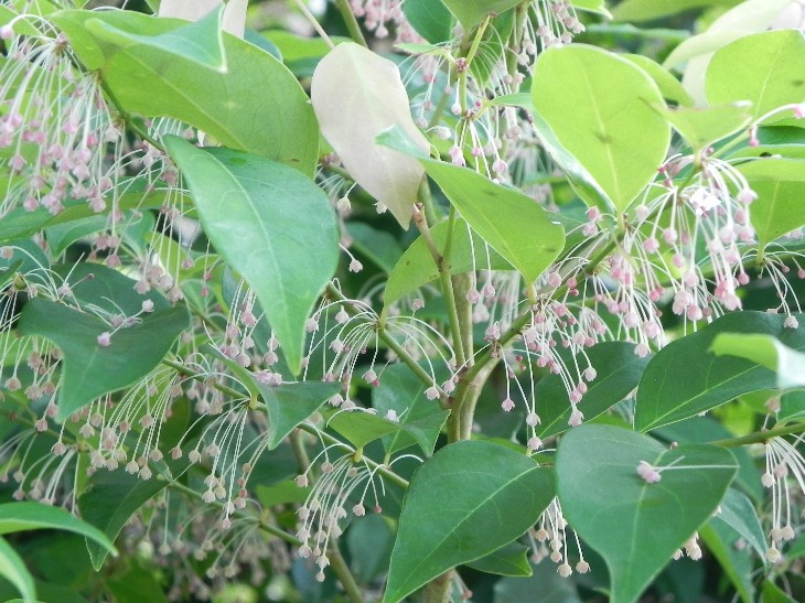 my G@Rdening frenzY: PHYLLANTHUS CUSCUTIFLORUS