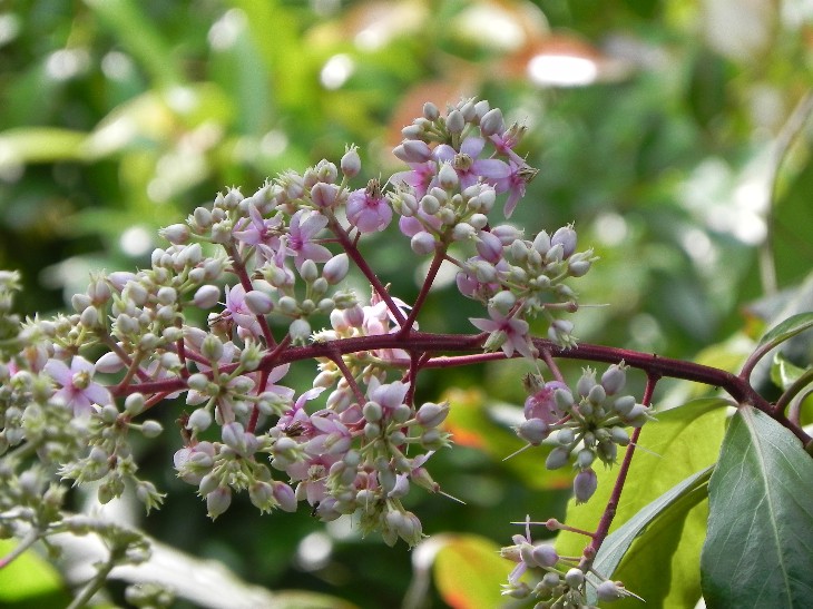 my G@Rdening frenzY: ARDISIA PYRAMIDALIS