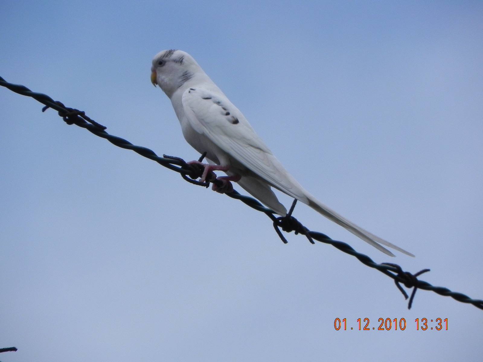 my G@Rdening frenzY: WHITE BUDGIE