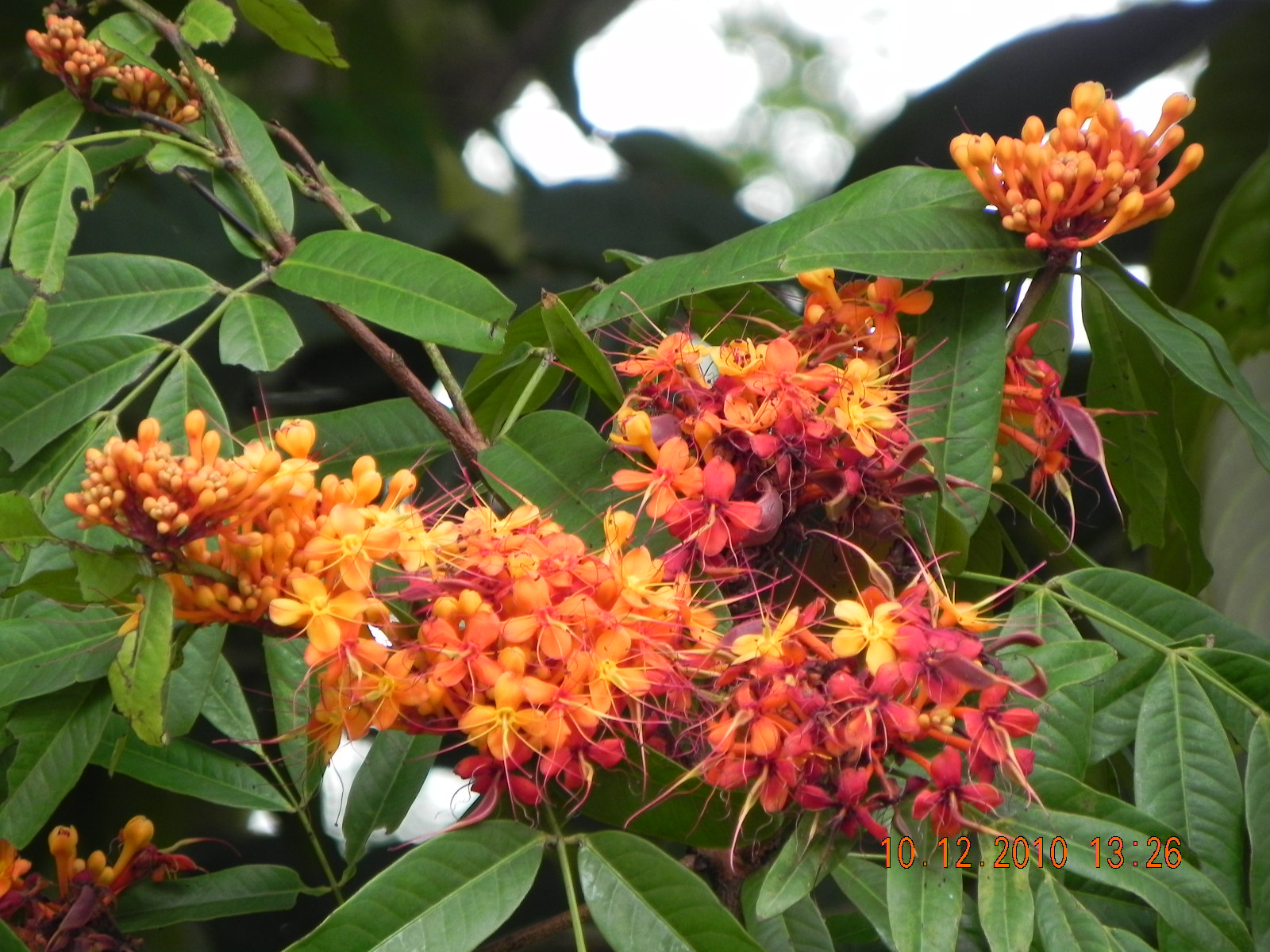 my G@Rdening frenzY: SARACA INDICA