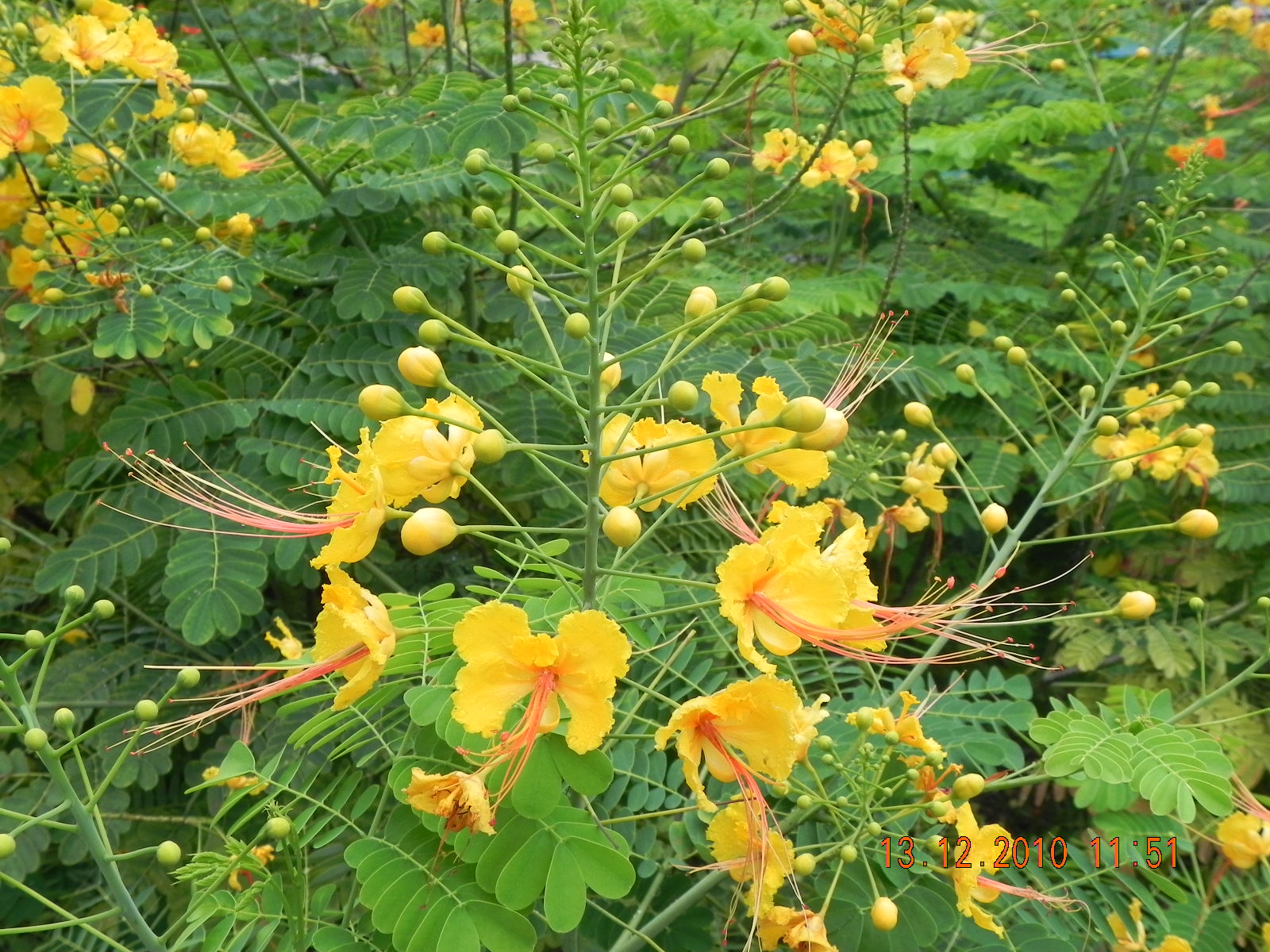 my G@Rdening frenzY: CAESALPINIA PULCHERRIMA