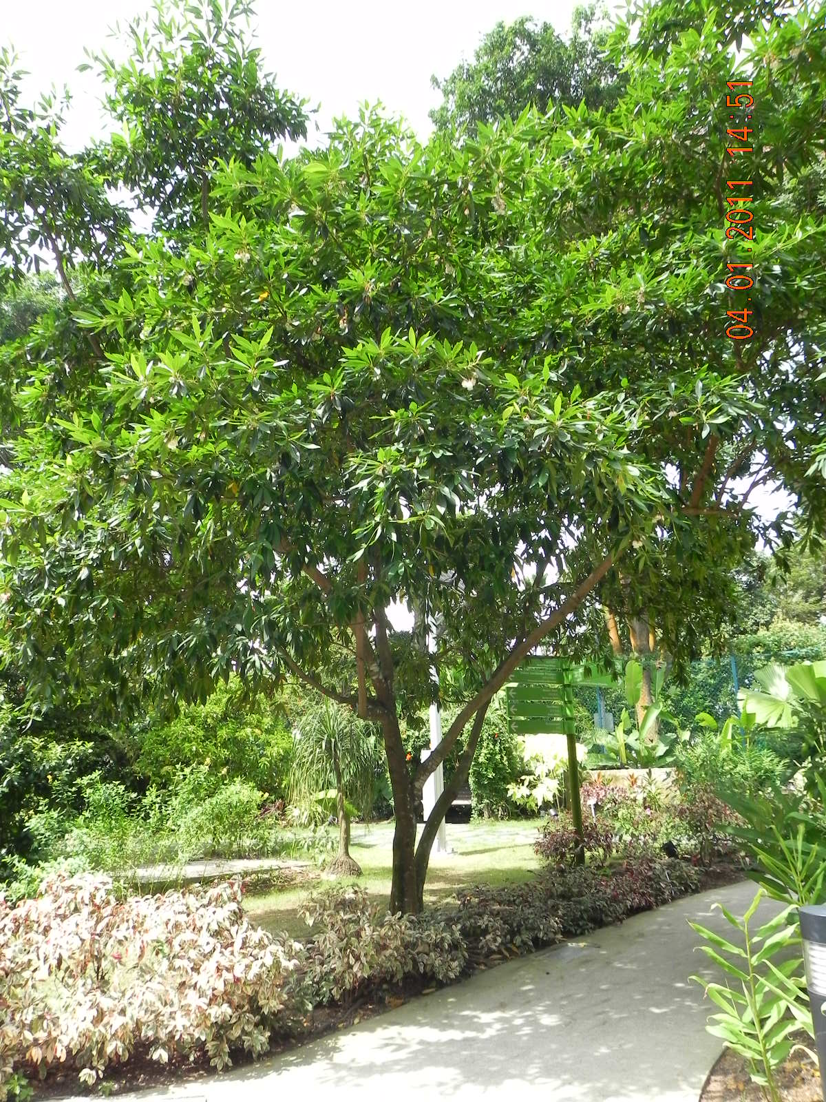 Elaeocarpus - JungleKey.fr Image