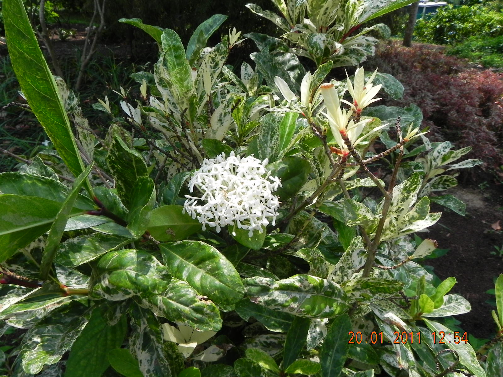 my G@Rdening frenzY: IXORA FINLAYSONIANA (VARIEGATED)