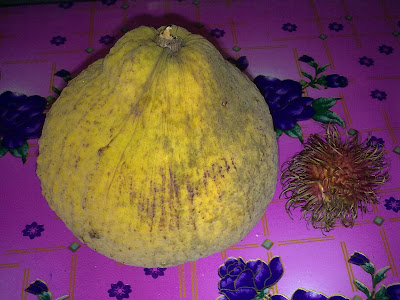 kojoe2kill ™: Buah Setar Gergasi