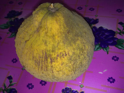 kojoe2kill ™: Buah Setar Gergasi