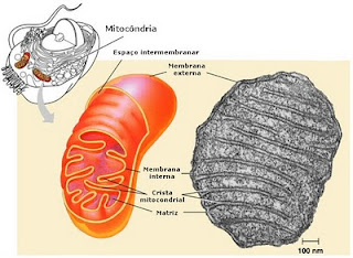 A Biologia da Célula: Mitocôndrias e Respiração Celular