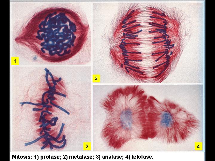 A Biologia da Célula: Mitose