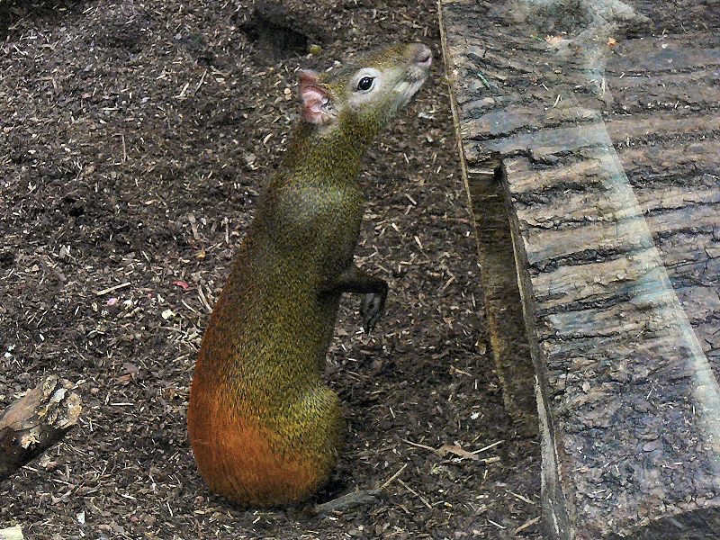 tudo sobre o cerrado: Cutia um animal do cerrado