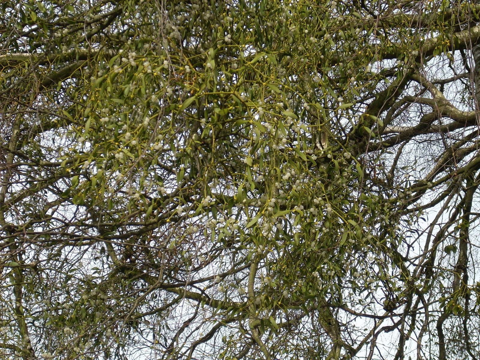 z b a t e r i - blog cu intentii bune: Un copac cu noroc