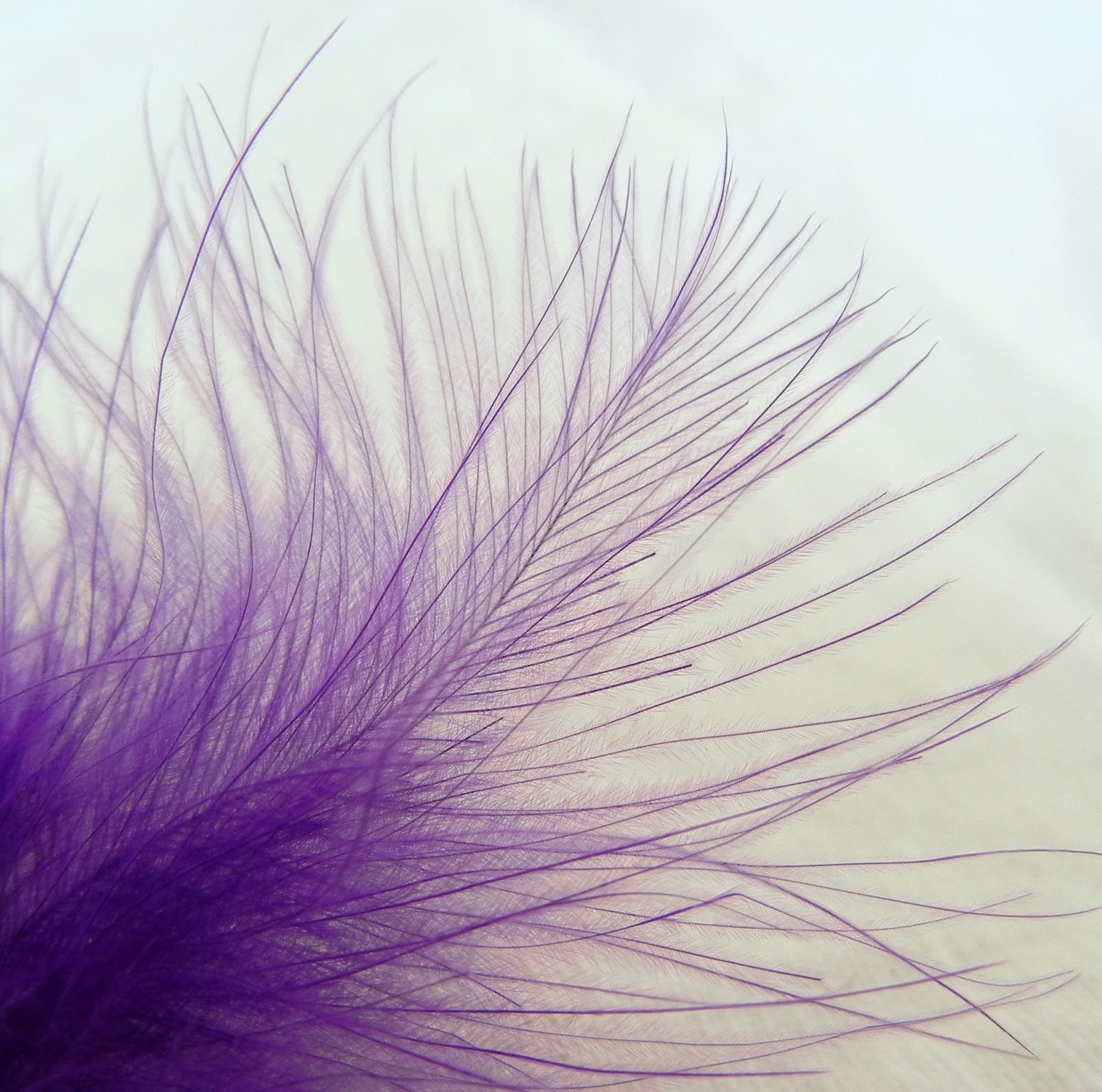 Heed the Fox: "Macro" - Feather