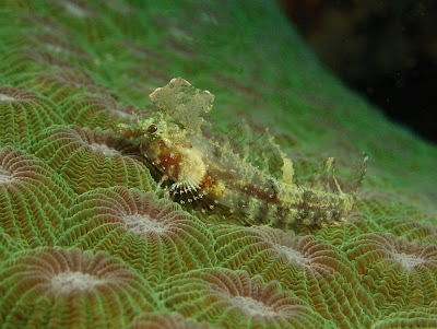 numai poze: pesti exotici