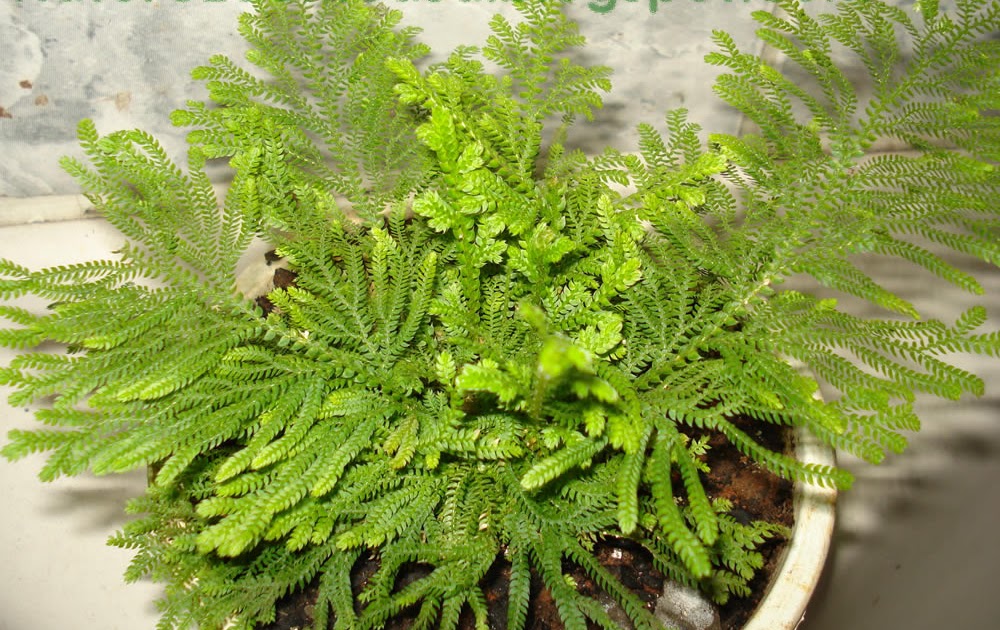 Natureza em Casa: Musgos