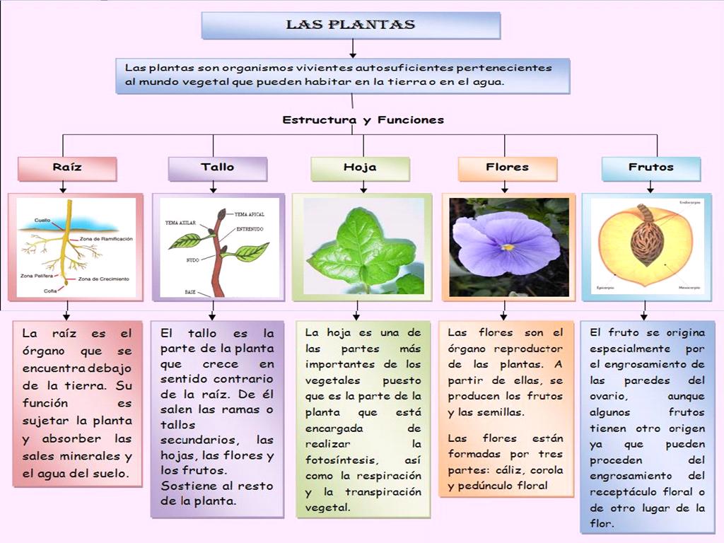 AMIGOS PARA SIEMPRE: MAPAS CONCEPTUALES - TALLO Y RAÍZ DE LAS PLANTAS