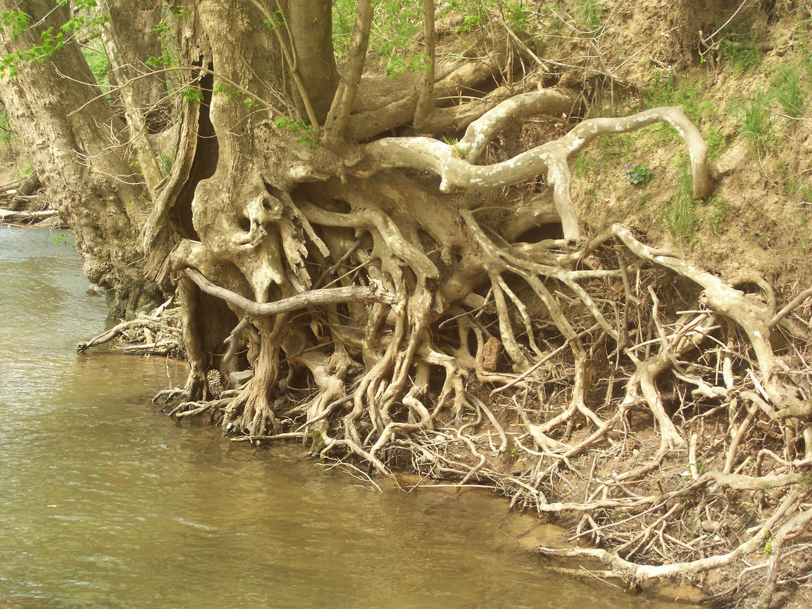 EARTH ALIVE AND BEAUTIFUL by Jason: Wild Roots at the Creek