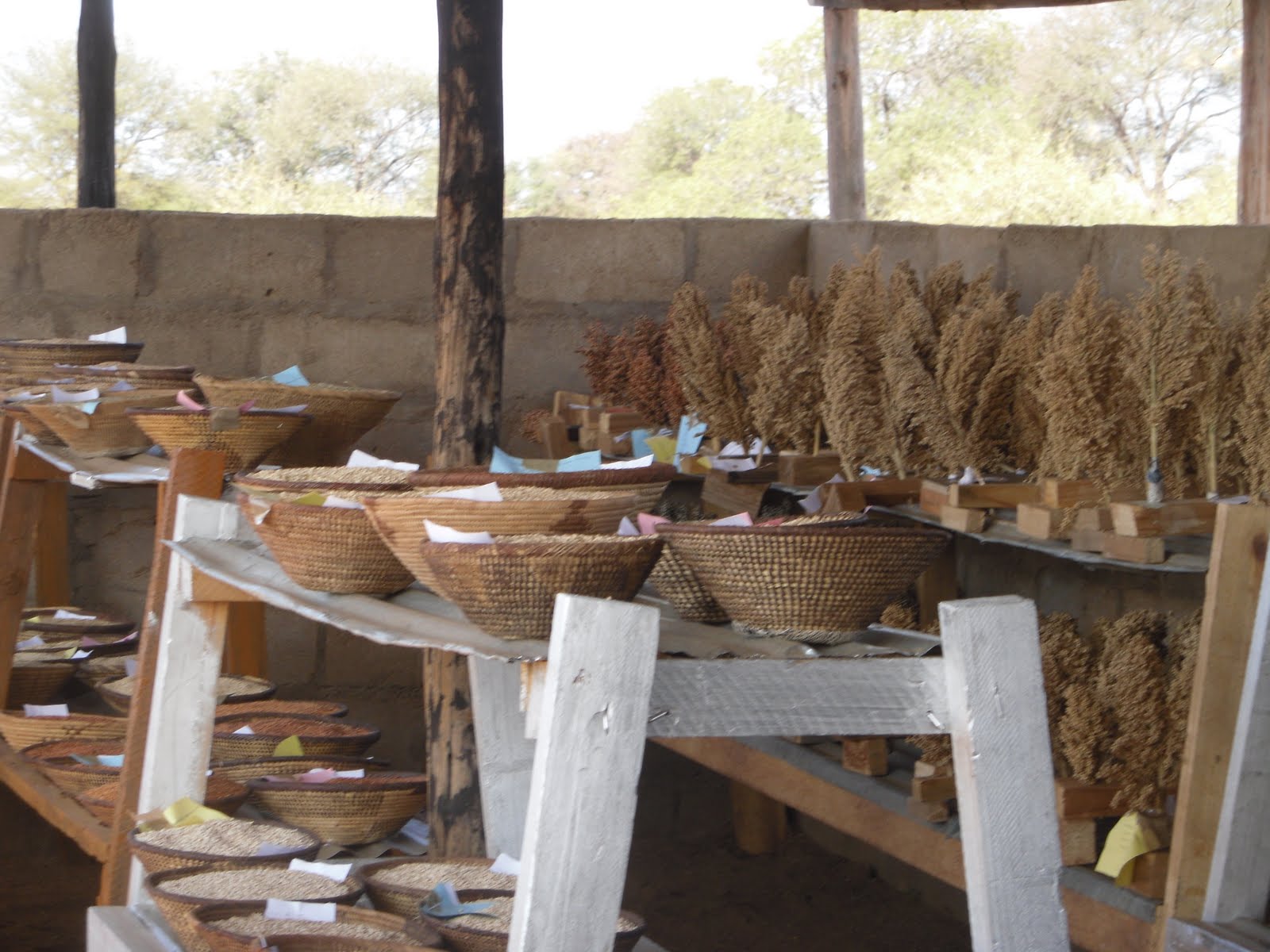 Botswana Adventure: Trade Show, Mosadi Mogolo, Typing, and IST, Oh My!