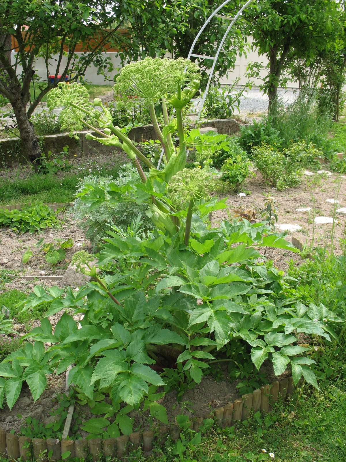 ...au Jardin des Fées: Faire de l’Angélique Confite