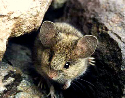 PLAAN : Ratón Orejón Andino - Phylotis andinum