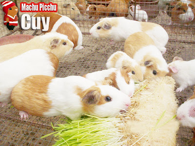 Gifs animados de cuyes - Imagui